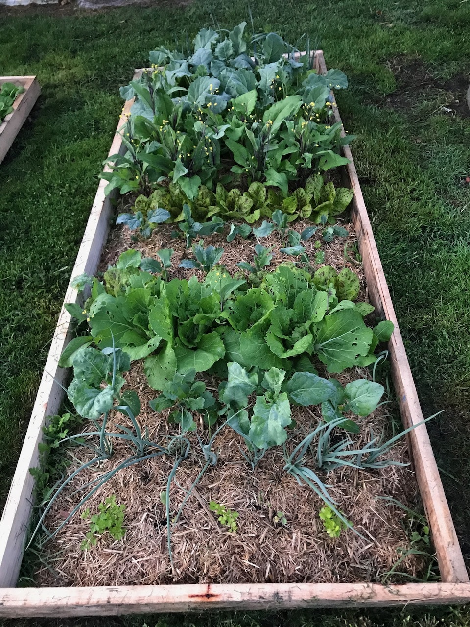 Companion Planting with Permaculture: Follow The Plants