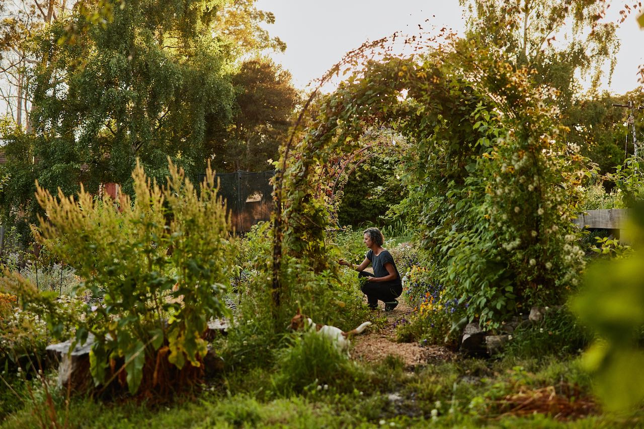 Observe and Interact: ideas for Permaculture Living - Milkwood ...