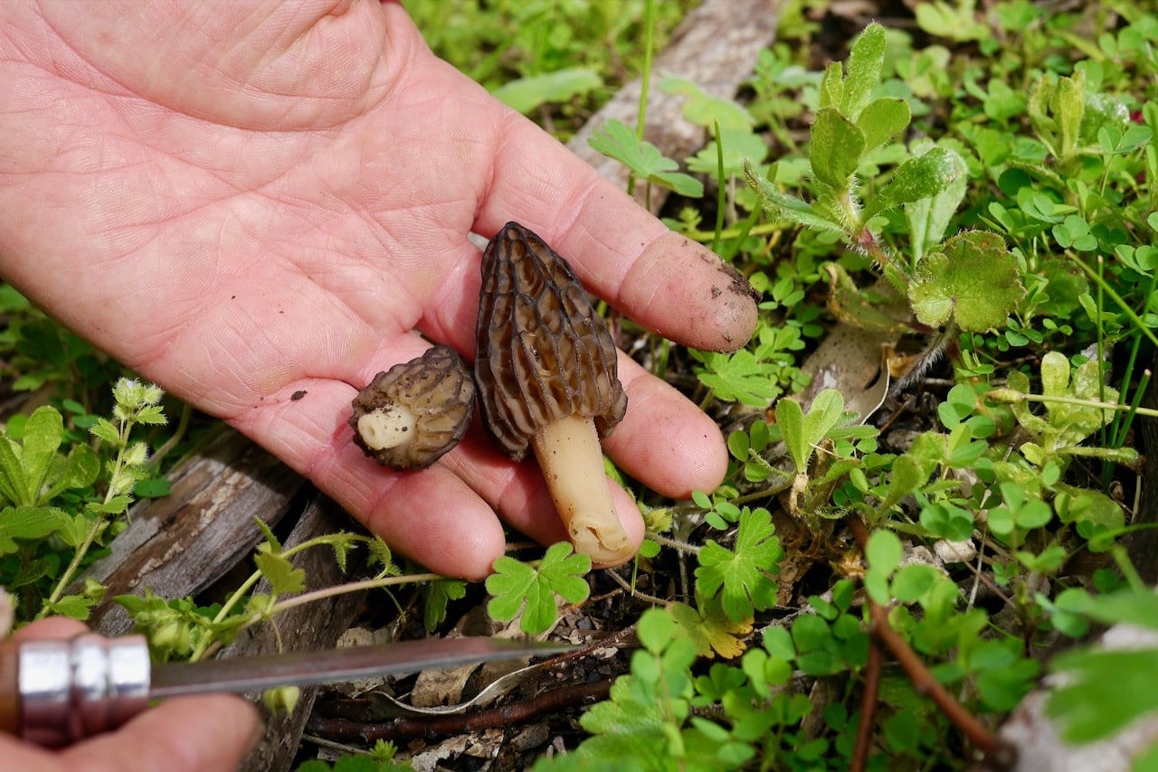 How To Make a Mushroom Spore Print - a DIY Guide - Milkwood