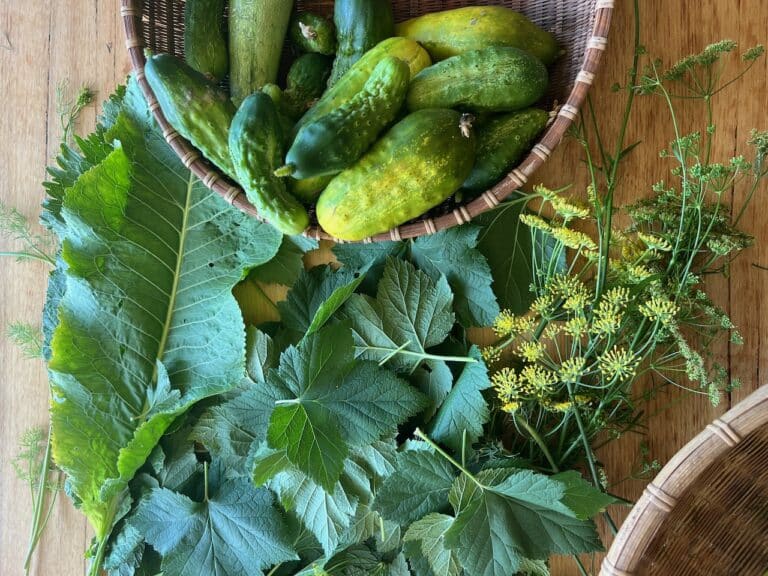 The Progressive Pickle Process - a Love Story - Milkwood: permaculture ...