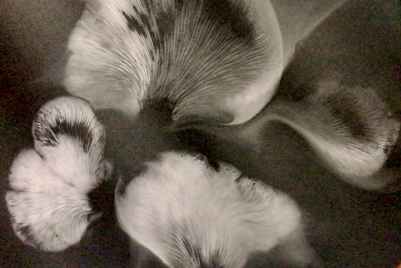How To Make a Mushroom Spore Print - a DIY Guide - Milkwood