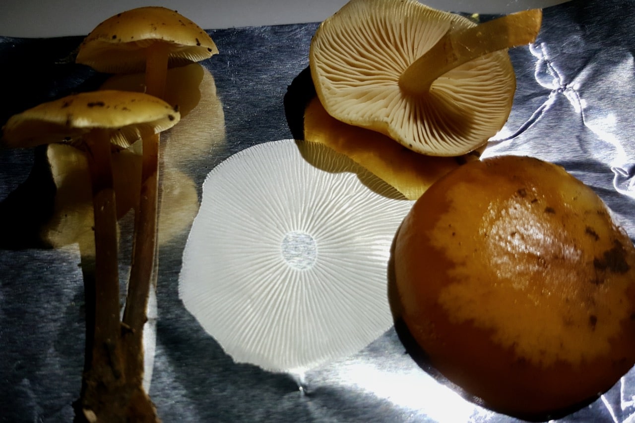 How To Make a Mushroom Spore Print - a DIY Guide - Milkwood