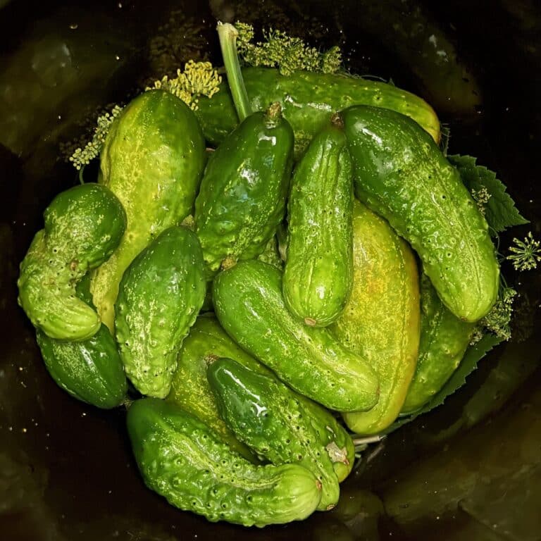 The Progressive Pickle Process - a Love Story - Milkwood: permaculture ...