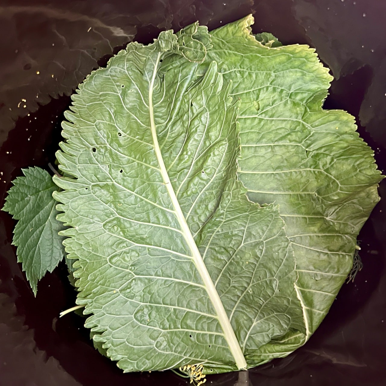 The Progressive Pickle Process - a Love Story - Milkwood: permaculture ...